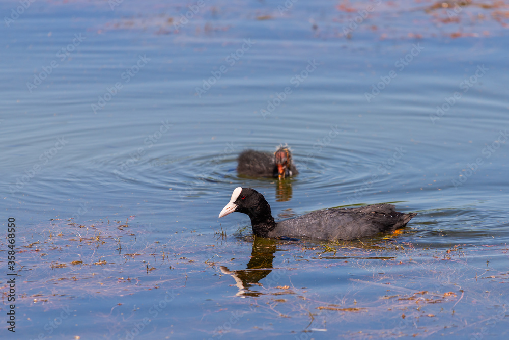 Eurasian coot chicks. The Eurasian coot or Fulica atra, also known as ...