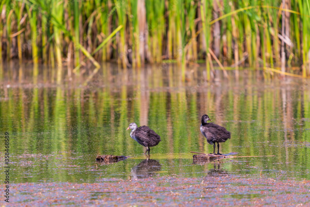 Eurasian coot chicks. The Eurasian coot or Fulica atra, also known as ...