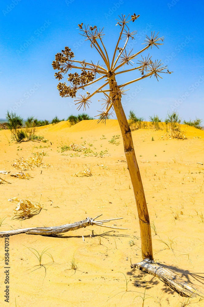 It's Dry tree in Khwarezm which was the center of the indigenous ...