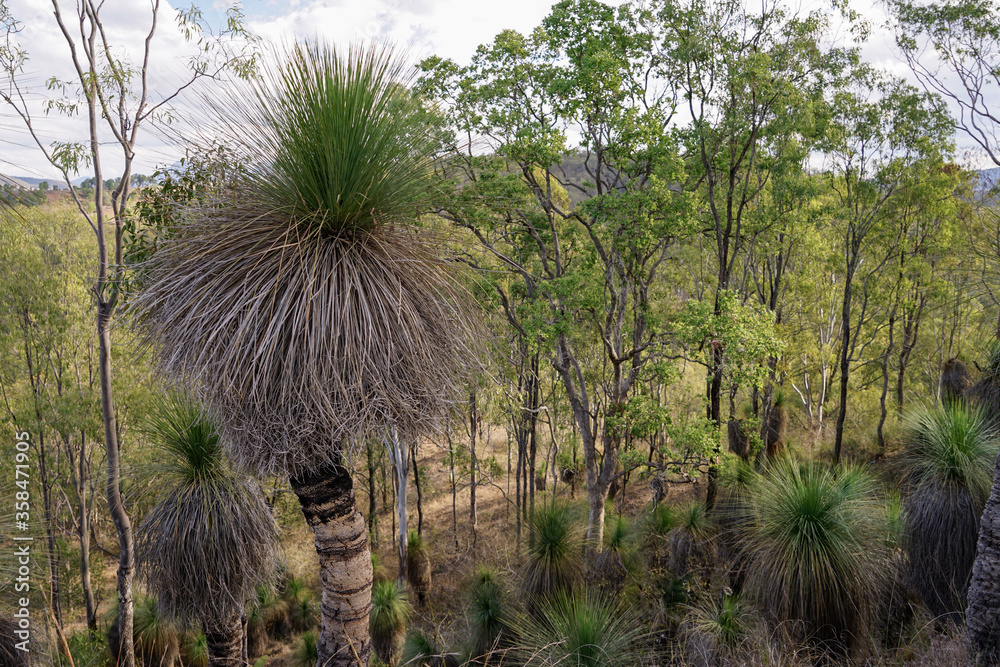 Australian open forest landscape featuring Balga Grass also known as ...
