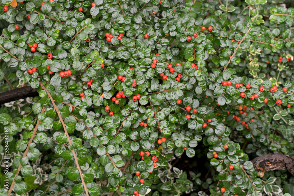 Wet dark green Cotoneaster branches with small red berries. Top view. Cotoneaster is a genus of ...