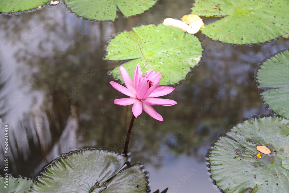 Foto de Fleur de lotus, temple Goa Gajah à Bali, Indonésie do Stock ...