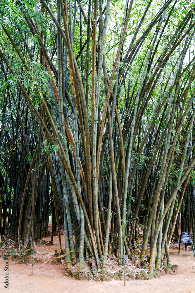 Giant bamboo in the Royal Botanical Gardens, Peradeniya, Kandy, Sri ...