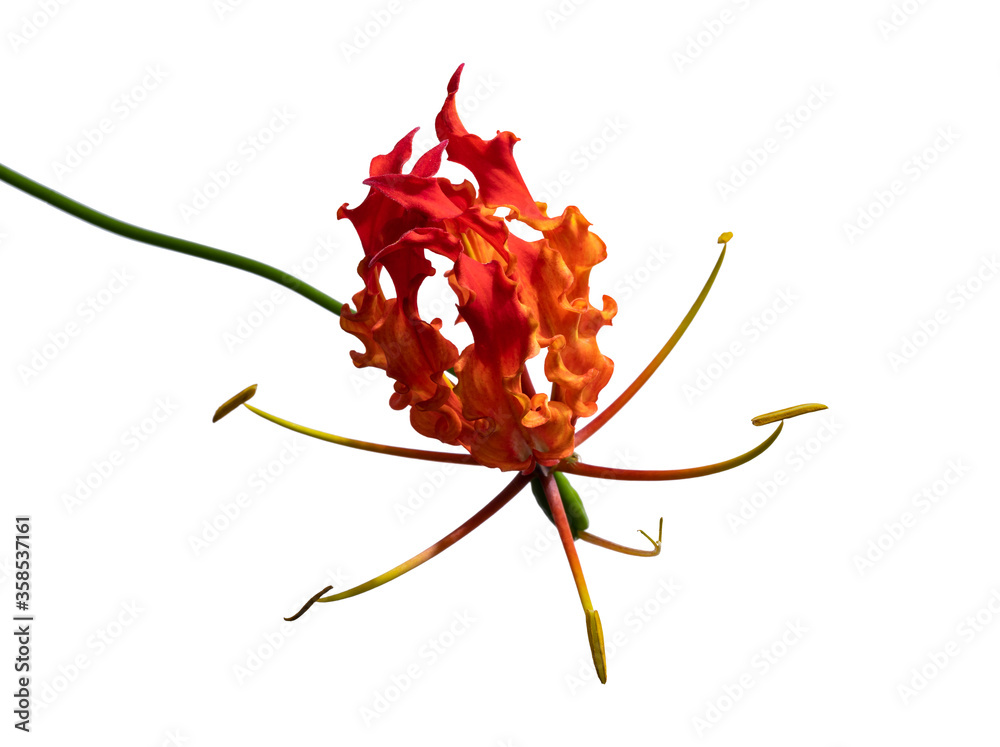 Flame lily, Fire lily, Gloriosa superba flower isolated on white ...