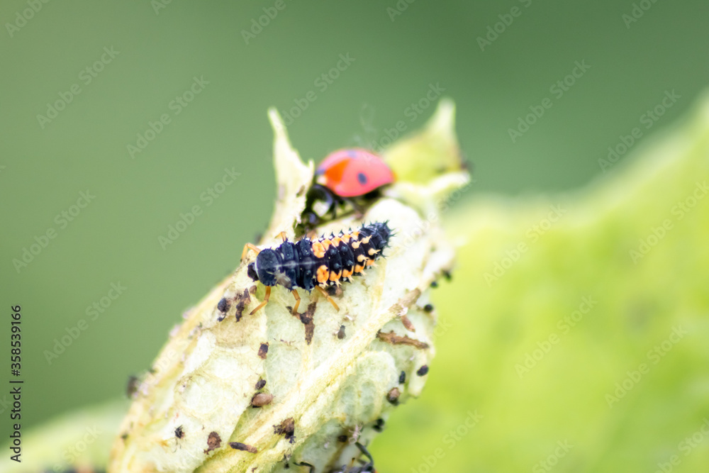 Spikey ladybug larvae hunting for louses on a green plant as useful ...