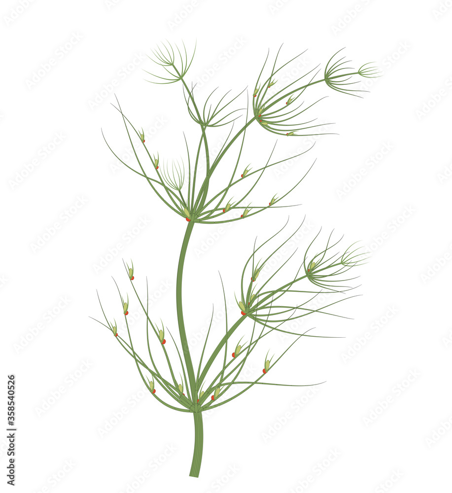 Chara is a fresh water, green alga. Chara is commonly called “muskgrass ...