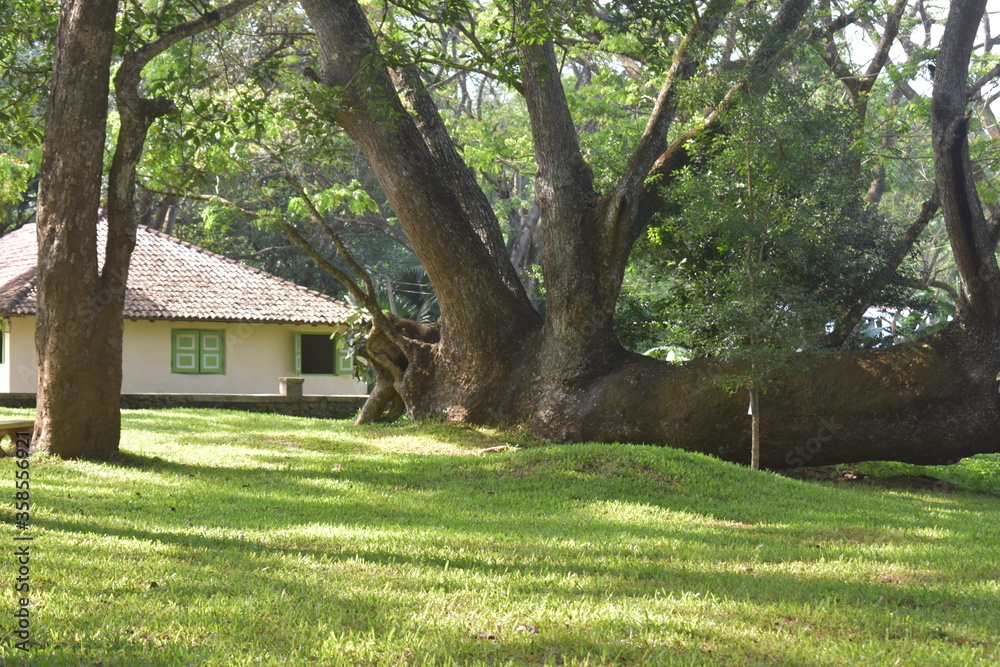Large tree and Manson Stock Photo | Adobe Stock