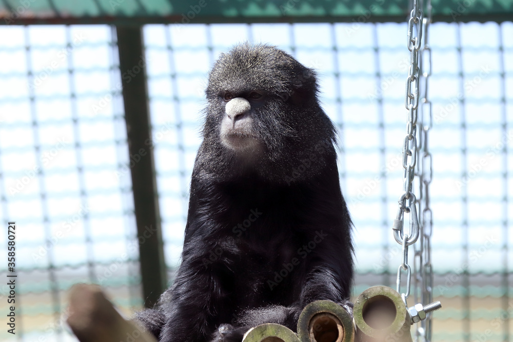 WROCLAW, POLAND - JUNE 09, 2020: The greater spot-nosed monkey or putty ...