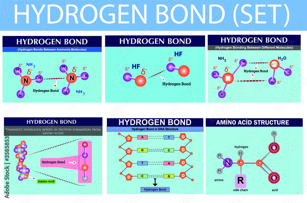 Vetor De Hydrogen Bond Chemistry Lesson Infographic Hydrogen Bonds