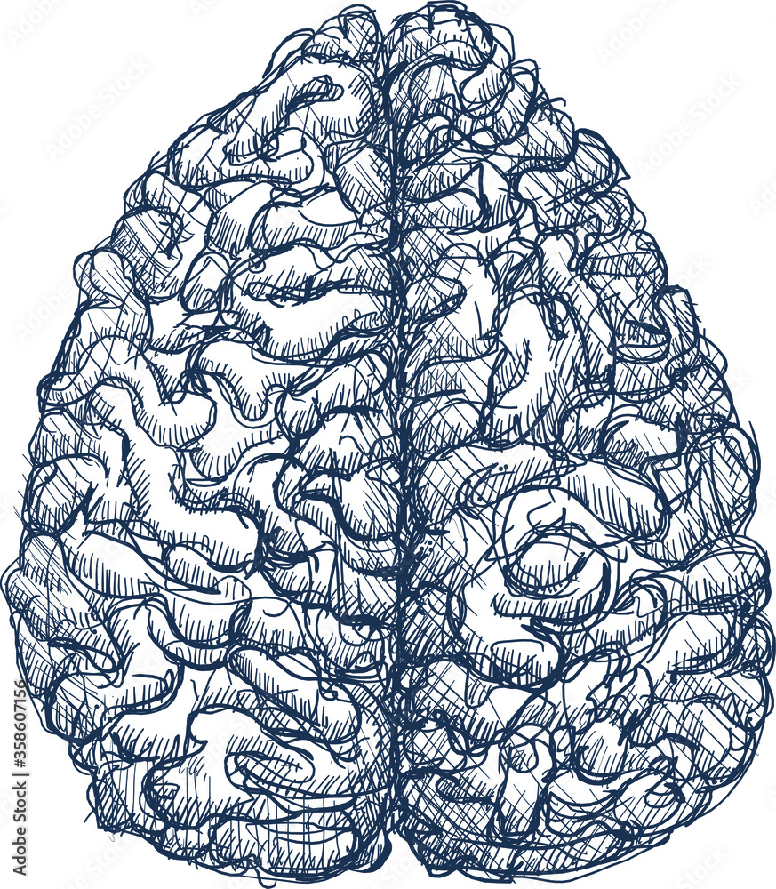 Brain Sketch Top View