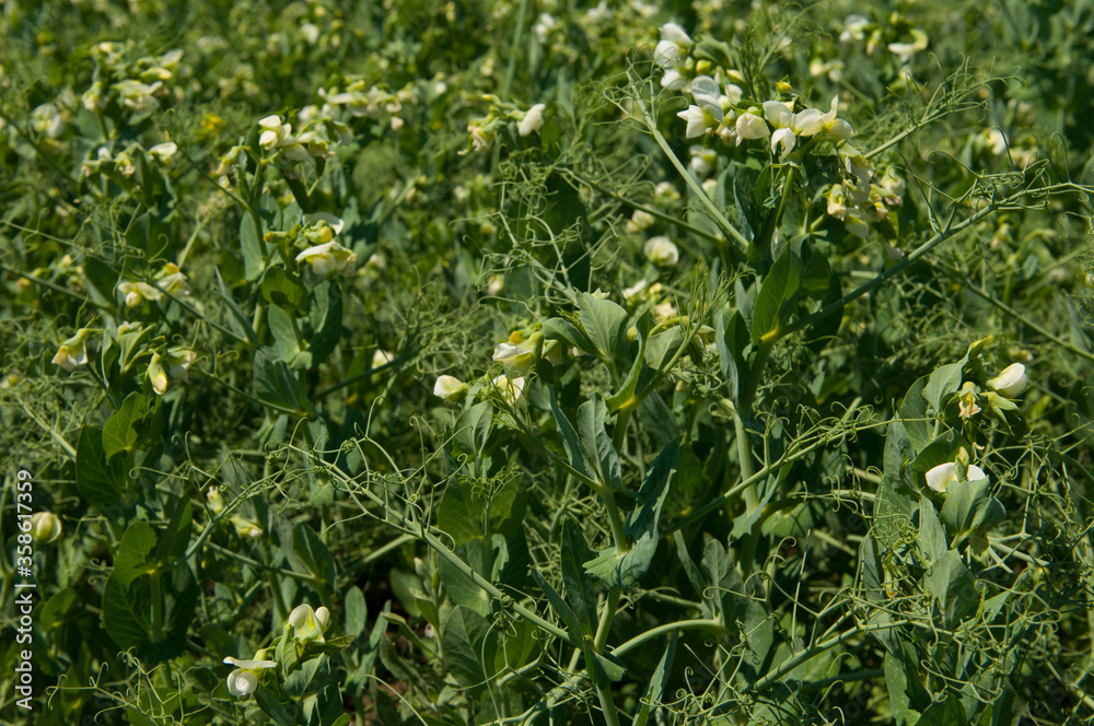 Blooming pea field. Plants with white flowers, green field background ...
