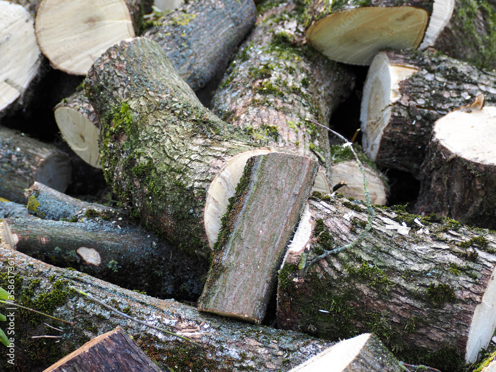 many of the felled parts of the tree in the forest . deforestation ...