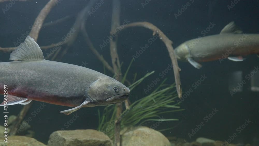 Vidéo Stock arctic char swim in shallow water slow swim side view ...