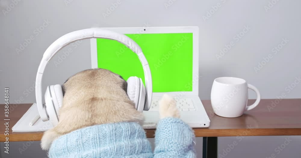 Cute pug dog wearing headphones studying online from home watching web ...