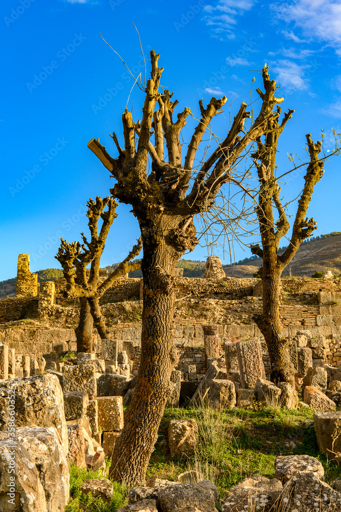 Tree in Djemila, the archaeological zone of the well preserved Berber ...
