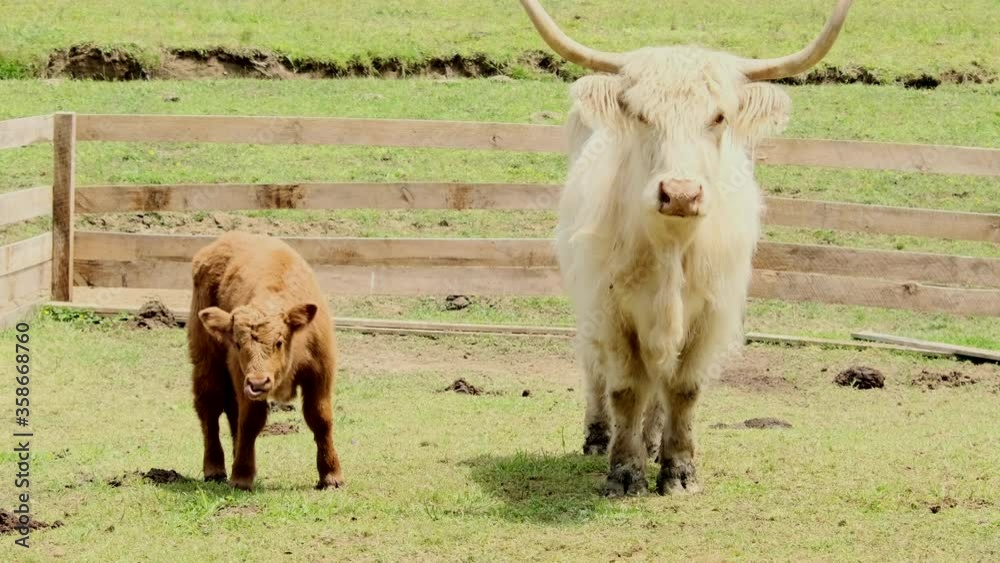 Brown baby calf and mother longhorn cattle (cow) stand together and ...