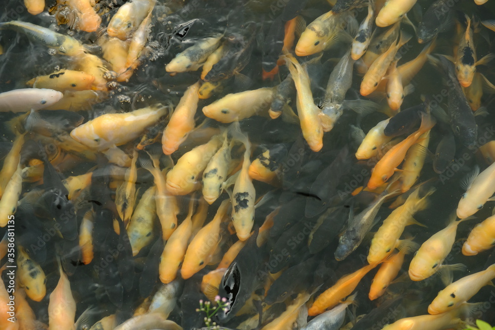 golden yellow fish on the surface of the lake. there are tilapia ...