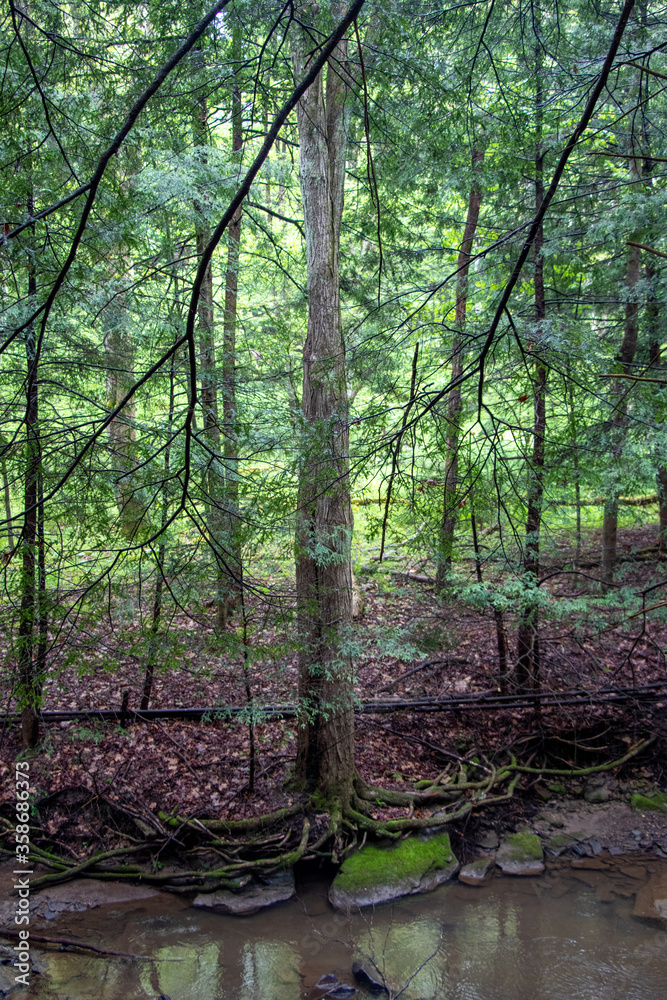 Pennsylvania forest landscape with eastern hemlock trees Stock Photo ...