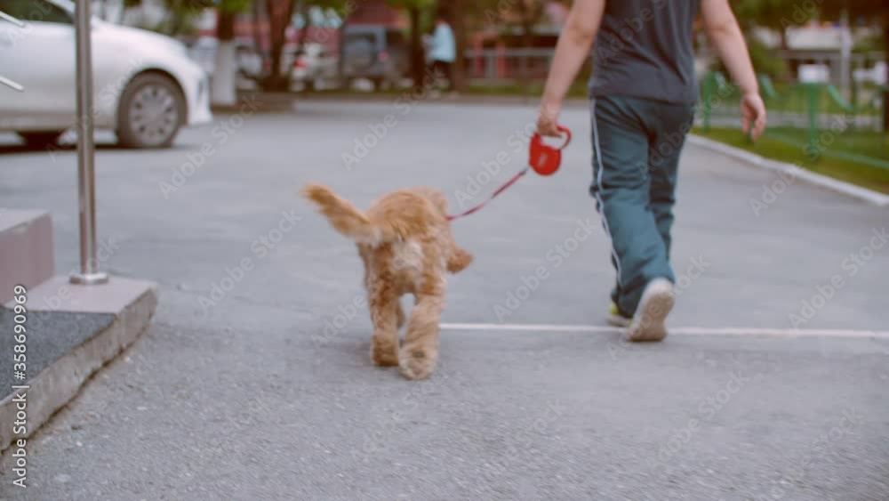Back view of boy walking with dog on street, low section. Cropped shot ...