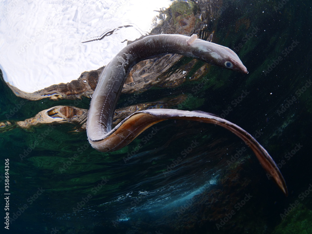 dead conger eel on the surface of water drifting dead fish underwater ...