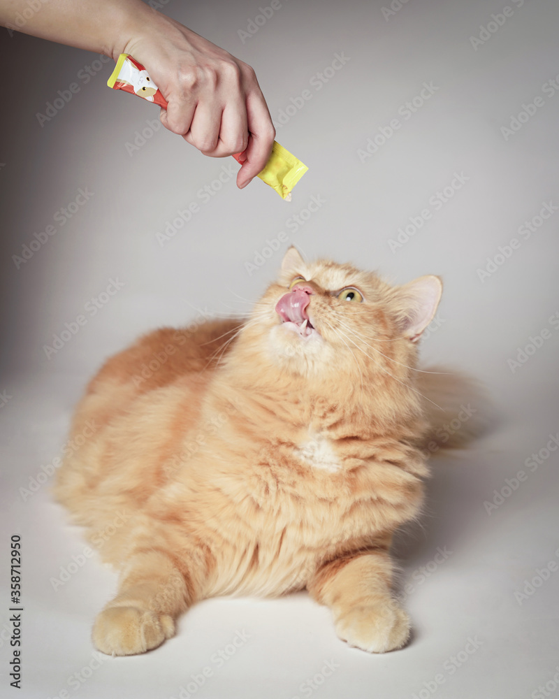 young woman is giving a treat to her beloved cat. the cat really ...