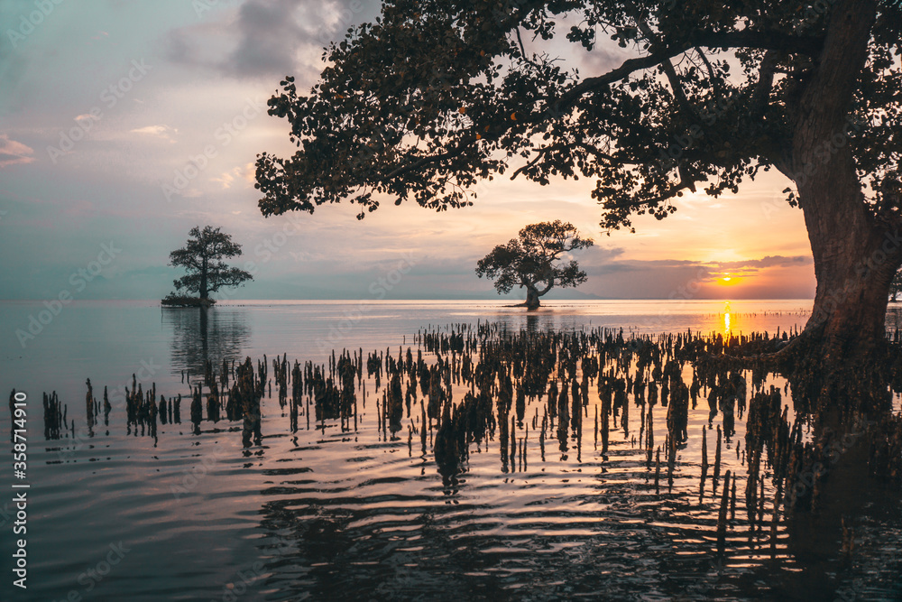 The sun shines through the mangrove-tree in Ai Lemak Beach, Sumbawa ...