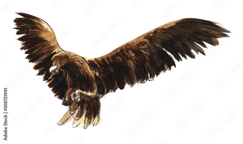 Watercolor image of hunting bird ready to rush for prey isolated on ...