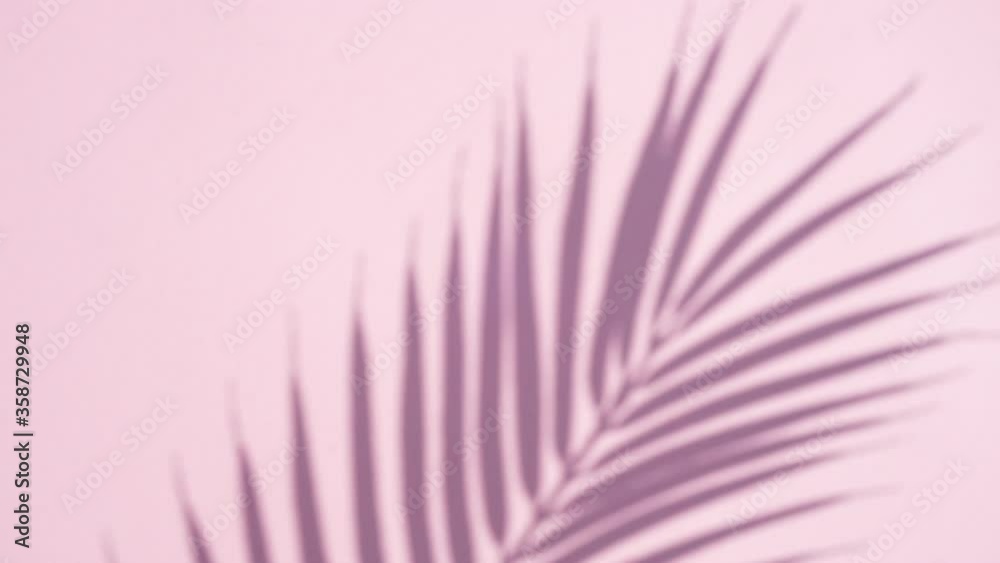 Shadow of tropical leaves and palm tree on a colored pink background ...
