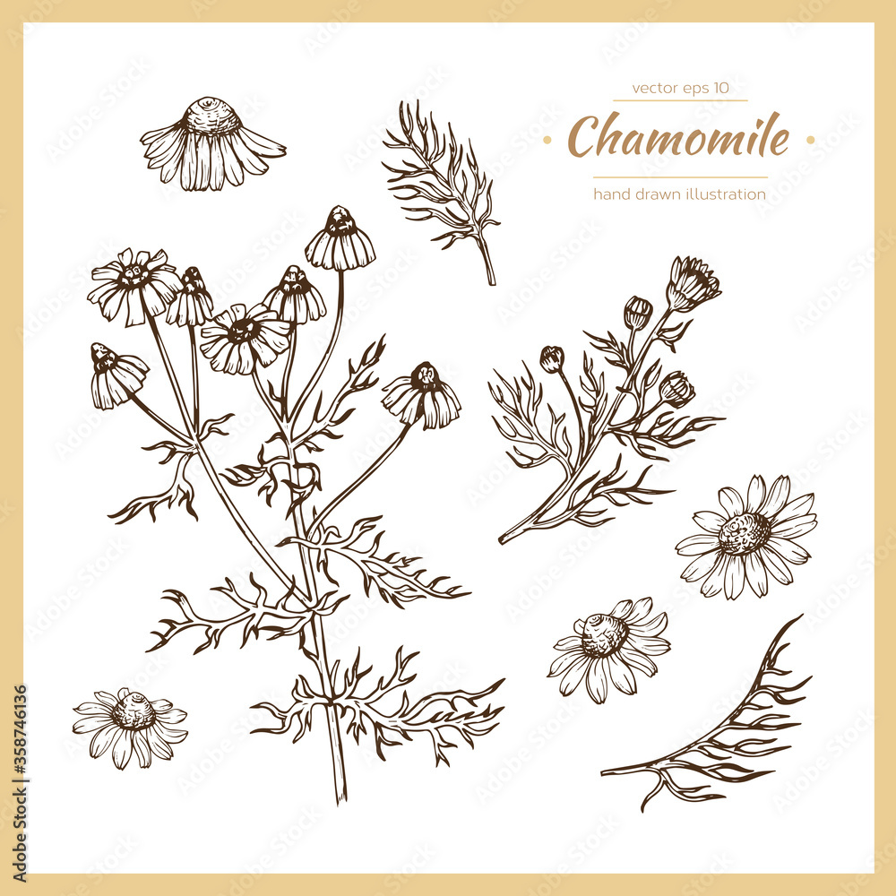 Hand drawn botanical illustration of chamomile. Vintage collection of ...
