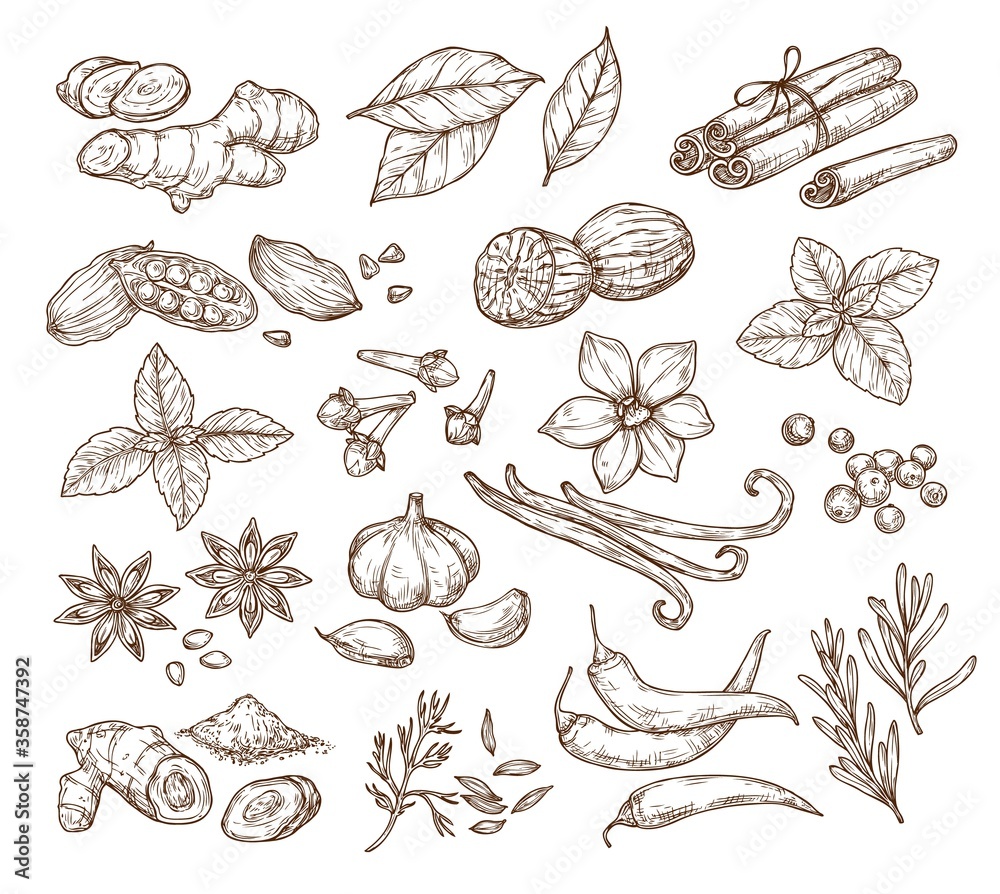 Vector sketch illustration of spices and herbs. Isolated on a white ...