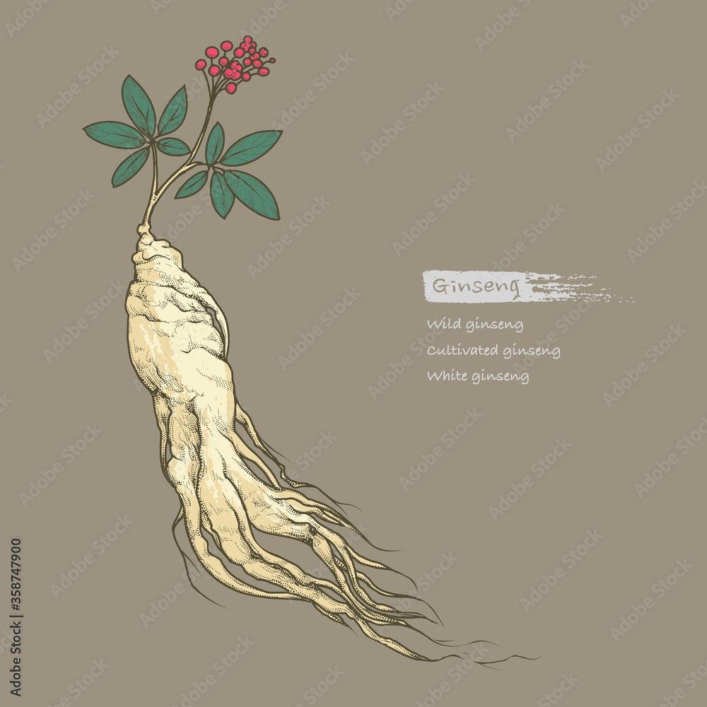 Hand-drawn outline color illustration of ginseng by retro and vintage ...