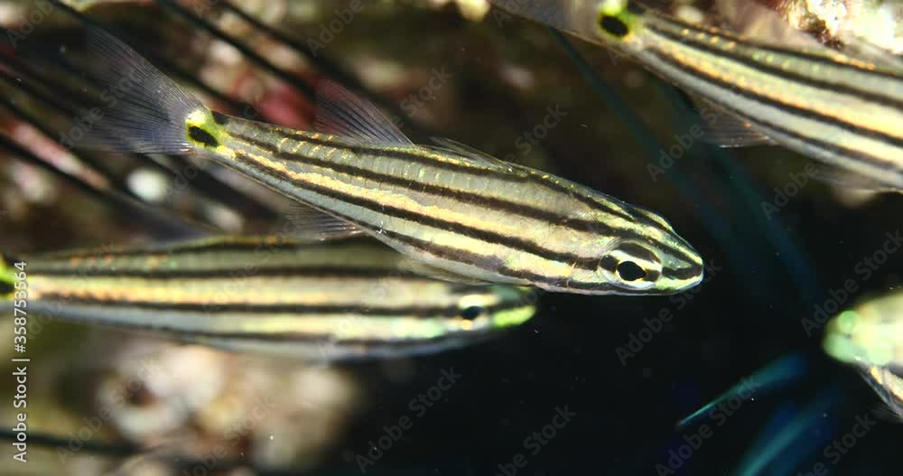 fish hiding in needle of sea urchin underwater cardinal fish in urchin ...