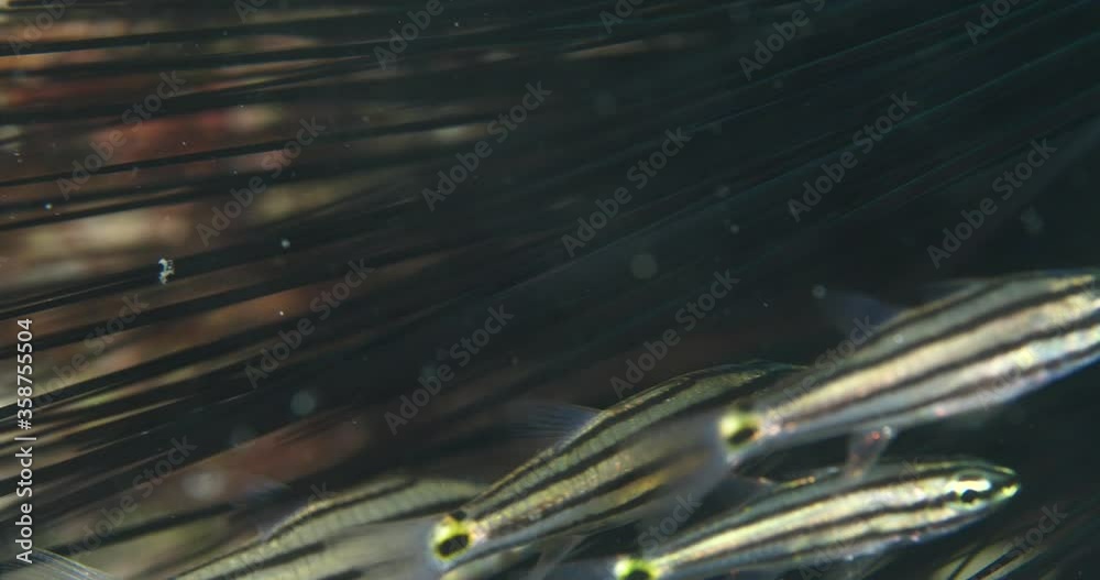 fish hiding in needle of sea urchin underwater cardinal fish in urchin ...