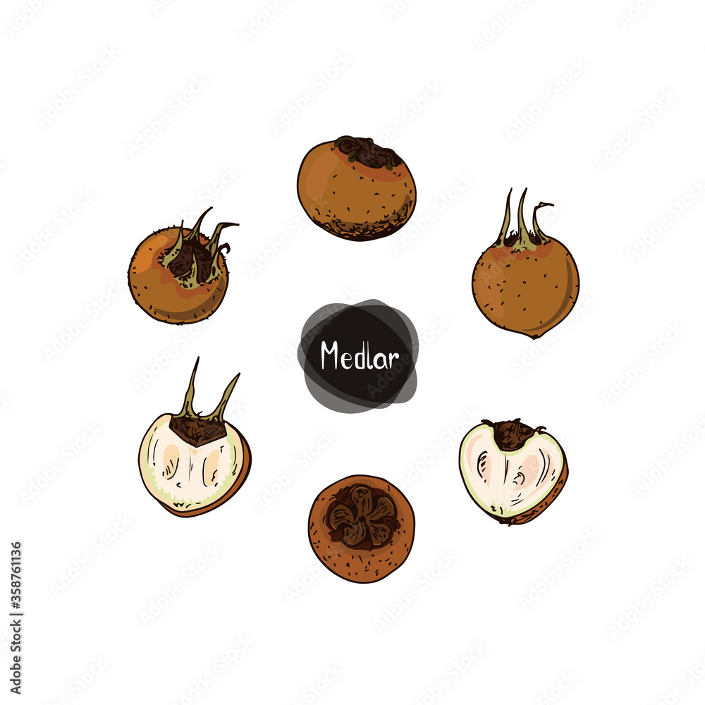 Hand drawn sketch medlars set on white background. Germanic (common ...