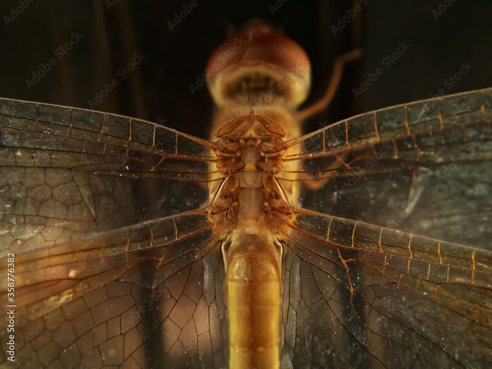 Thorax of a dragon fly the power house full of muscle to help the ...