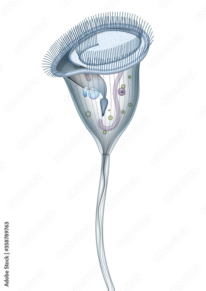 Vorticella campanula. Protozoan Stock Illustration | Adobe Stock Vorticella campanula. Protozoan Stock Illustration | Adobe Stock