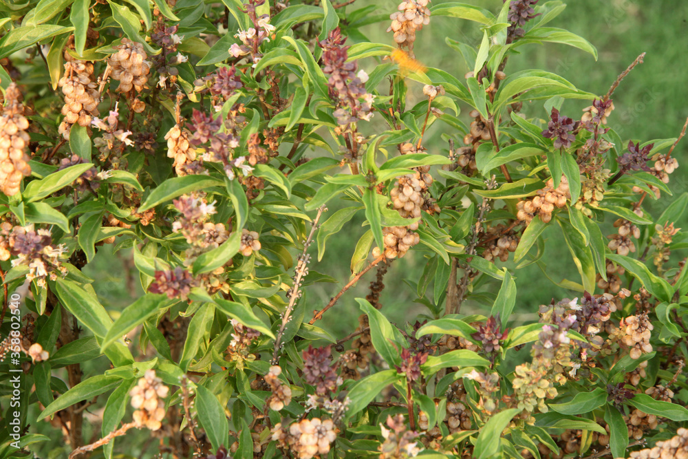 TULSI PLANT, THULASI AYURVEDA TREE INDIA Stock Photo | Adobe Stock