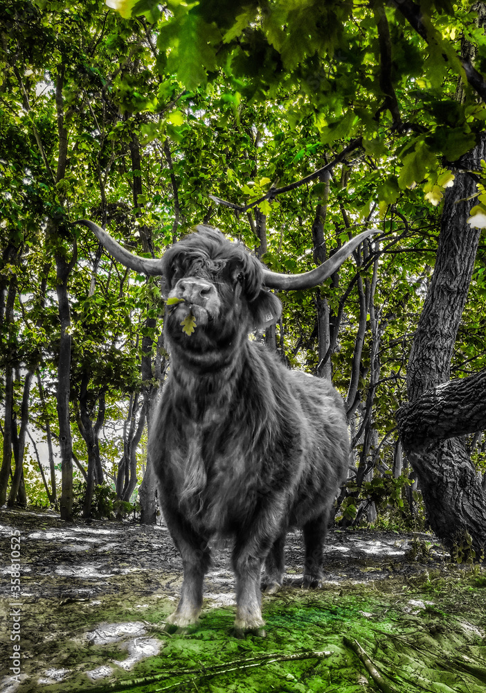 bizon Stock Photo | Adobe Stock