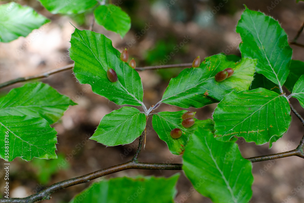 Little red galls (cecidia) on green leaf. Plant galls are abnormal ...