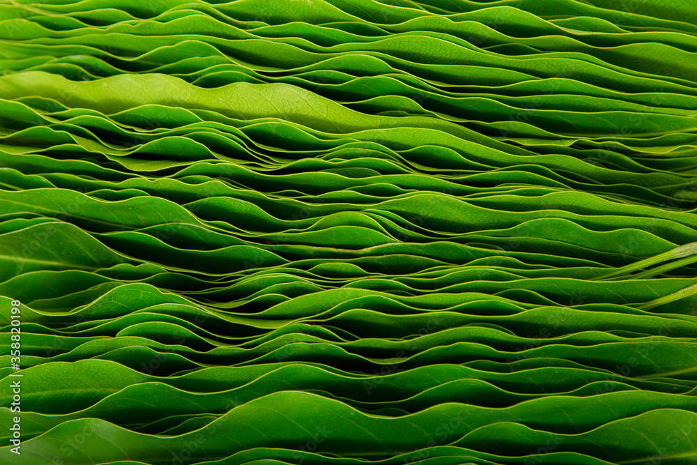 Full of green mango leaf pattern background Stock Photo | Adobe Stock