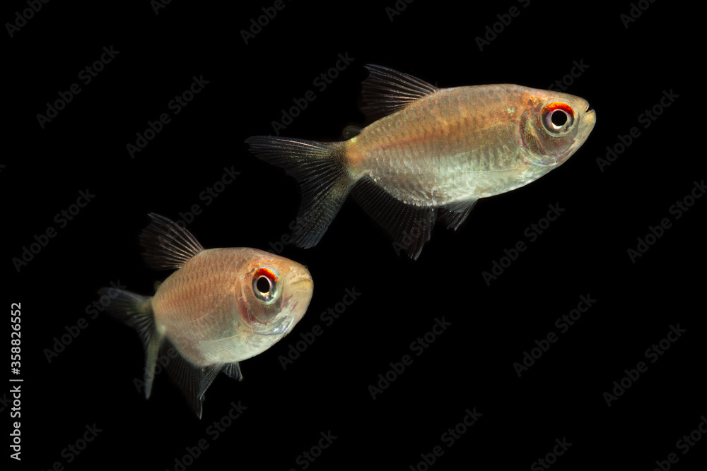 Red Eye Tetra fish isolated on black background Stock Photo | Adobe Stock