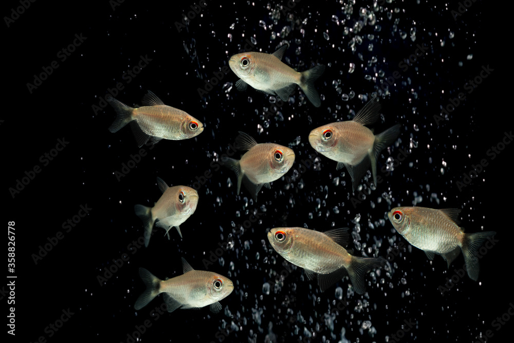 Collection of Red Eye Tetra fish isolated on black background Stock ...