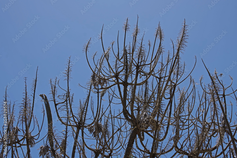 Dried out skeletons of echium Pride-of-Madeira plants from the year ...