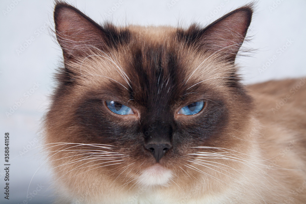 Kot Ragdoll niebieskie oczy kota Stock Photo | Adobe Stock