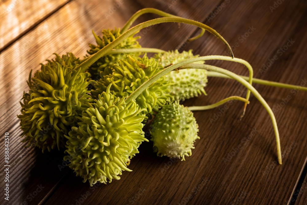 Brazilian gherkin, Maxixe, lit on a table. Stock Photo | Adobe Stock