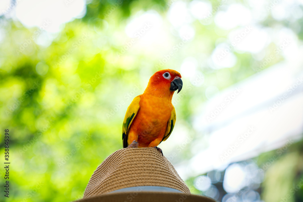 Parrots in the pine. Parakeet on the hat. Parrot Sun conure on head ...