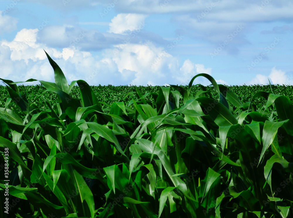 lush corn field detail with green pointy leaves under blue sky and ...