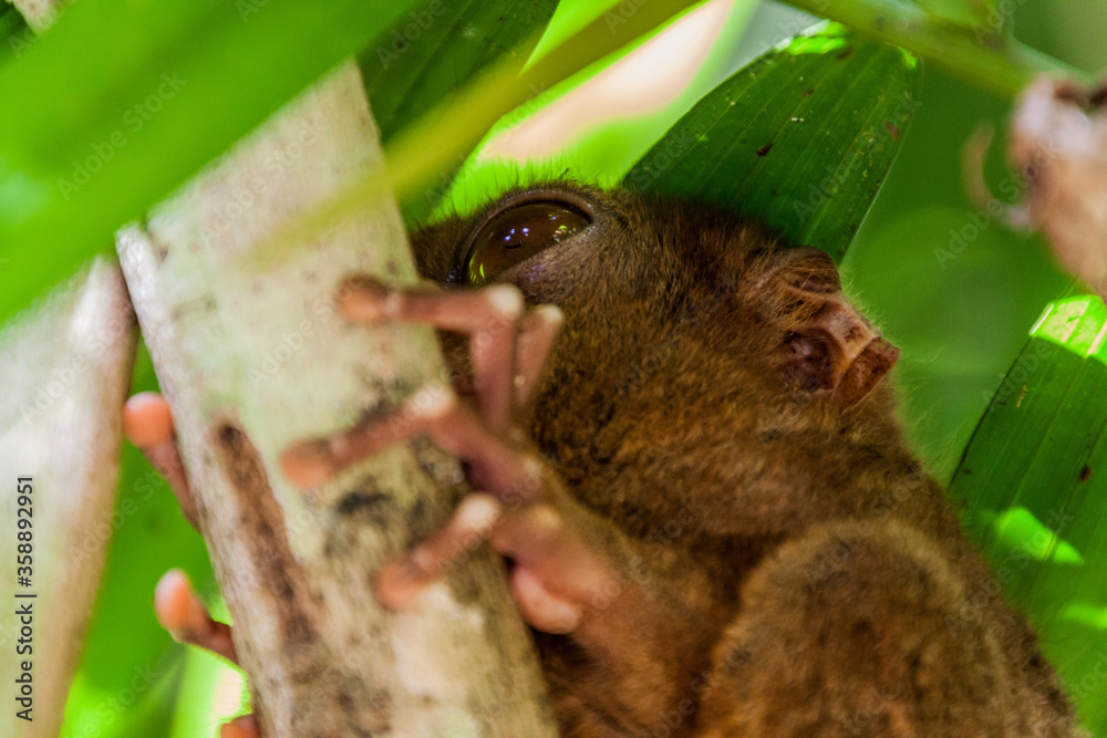 Philippine tarsier (Carlito syrichta) on Bohol island, Philippines ...