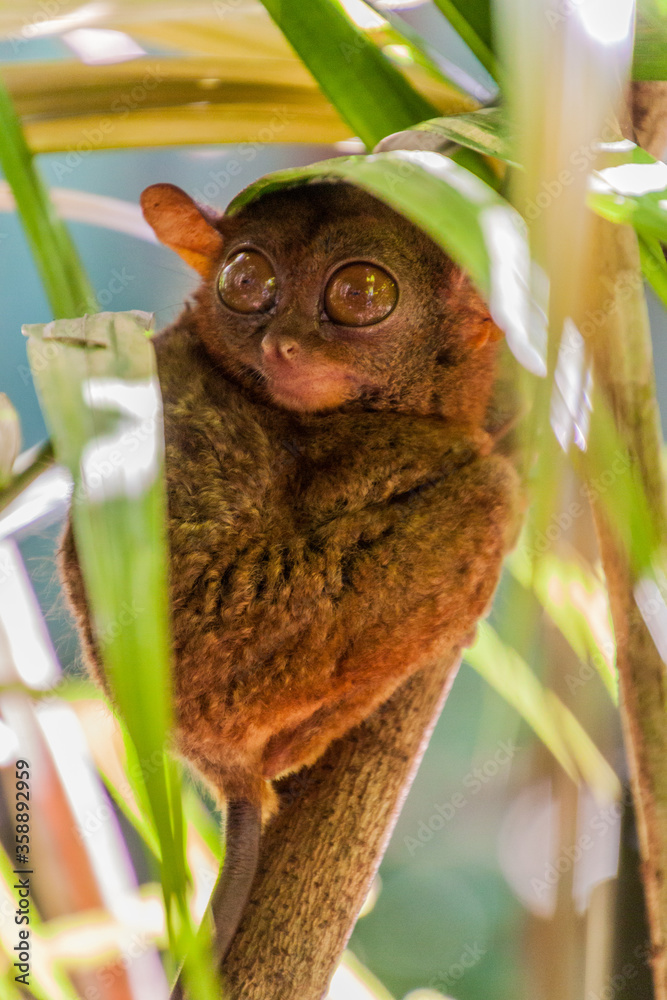 Philippine tarsier (Carlito syrichta) on Bohol island, Philippines ...