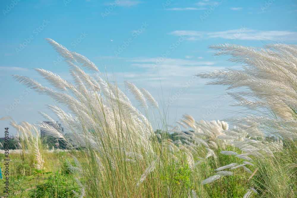 white catkin flower and cyan sky of Bangladesh Stock Photo | Adobe Stock